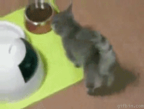 Cat Begging | Best Funny Gifs Updated Daily