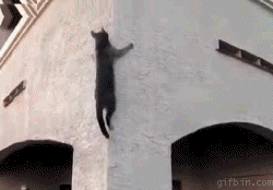 Ninja Cat Climbing On A Building | Best Funny Gifs Updated Daily