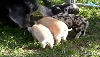 When Pigs Fly | Best Funny Gifs Updated Daily