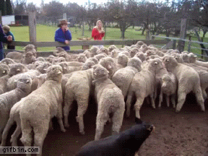 Sheepdog Walks On Sheep | Best Funny Gifs Updated Daily