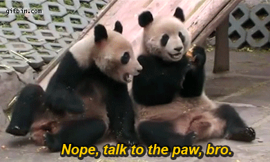 Pandas - Talk To The Paw | Best Funny Gifs Updated Daily