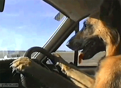 Dog Driving Car | Best Funny Gifs Updated Daily