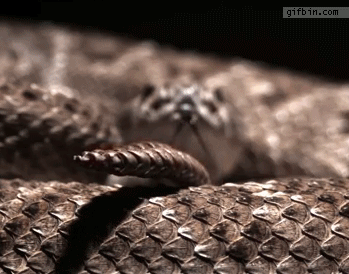 Slow-motion Rattle Snake | Best Funny Gifs Updated Daily
