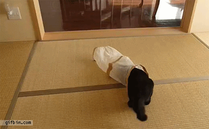 Startled Kitten | Best Funny Gifs Updated Daily