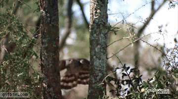 Hawk Flying Between Trees | Best Funny Gifs Updated Daily