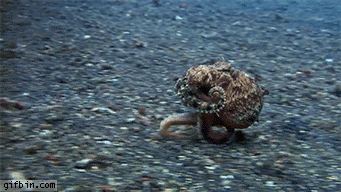 Running Octopus | Best Funny Gifs Updated Daily