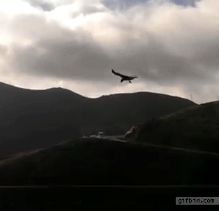 Bird Flying Against The Wind | Best Funny Gifs Updated Daily