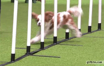 Dog Runs Into Pole During Agility Event | Best Funny Gifs Updated Daily