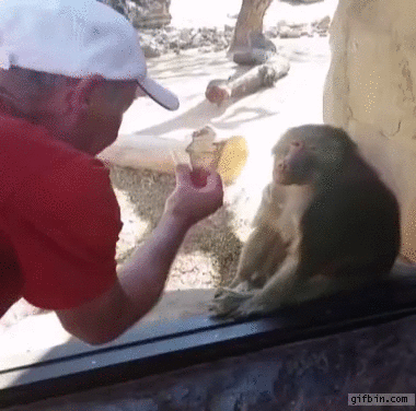 Baboon Reacts To Disappearing Card Trick | Best Funny Gifs Updated Daily