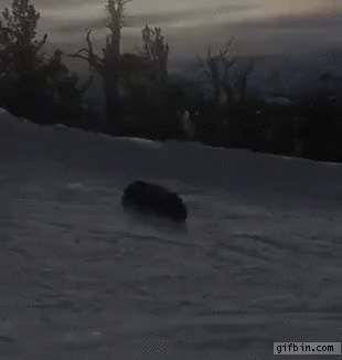 Dog Slides Down Slope | Best Funny Gifs Updated Daily