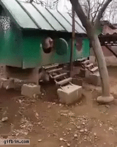 Giant Chicken | Best Funny Gifs Updated Daily