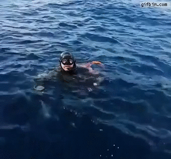Scuba Diver Can't Get Octopus Off Back | Best Funny Gifs Updated Daily