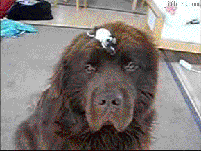 Mouse On Dog | Best Funny Gifs Updated Daily