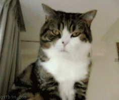 Cat Yawn | Best Funny Gifs Updated Daily