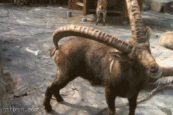 Ibex Scratching | Best Funny Gifs Updated Daily