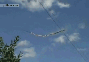 Tree Branch Falls On Power Lines | Best Funny Gifs Updated Daily