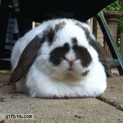 Bunny Nose | Best Funny Gifs Updated Daily