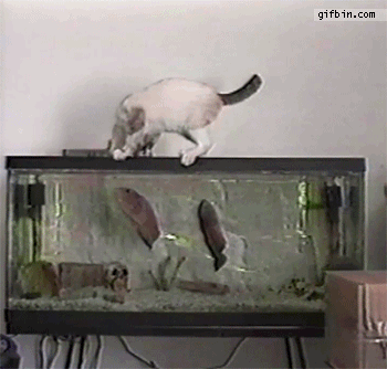 Cat Gets Bit By Fish | Best Funny Gifs Updated Daily