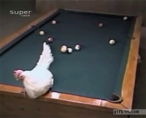 Chicken Egg Pool | Best Funny Gifs Updated Daily