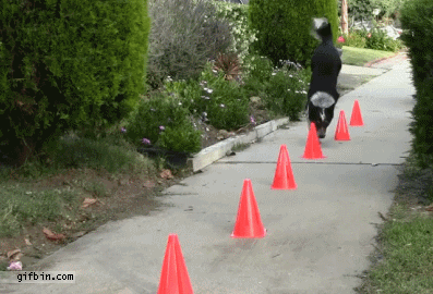Dog Walks Around Street Cones On Front Legs | Best Funny Gifs Updated Daily