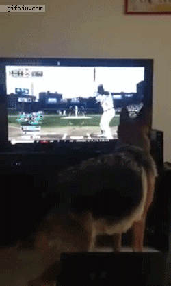 Dog Almost Breaks TV Jumping After Baseball | Best Funny Gifs Updated Daily