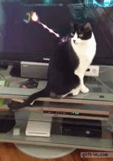 Metroid Shooting Cat | Best Funny Gifs Updated Daily
