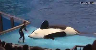Sea World Whale Show Fail | Best Funny Gifs Updated Daily