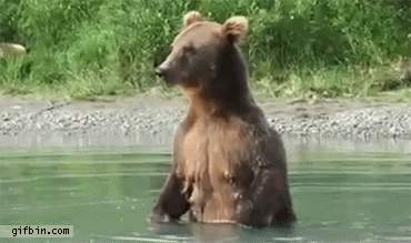 Bear Catches Salmon | Best Funny Gifs Updated Daily