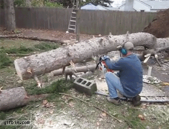 Fallen Tree Stands Up After Being Cut | Best Funny Gifs Updated Daily