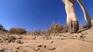 Giraffe Kicks GoPro Camera | Best Funny Gifs Updated Daily