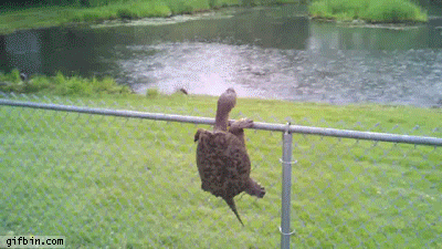 Turtle Fence Climb Fail | Best Funny Gifs Updated Daily