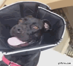 Dog Disapproval Face | Best Funny Gifs Updated Daily