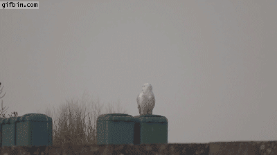 Owl Meets Raven | Best Funny Gifs Updated Daily