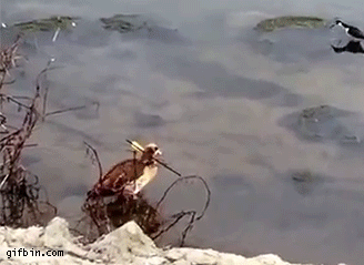 Gifbin - Goose walks around with arrow stuck in its neck (Reverse Gif)