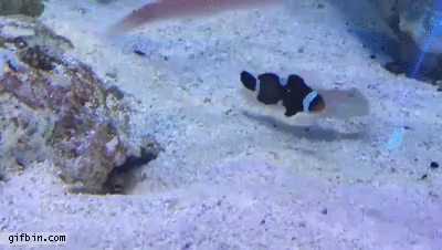 Antagonistic Fish | Best Funny Gifs Updated Daily