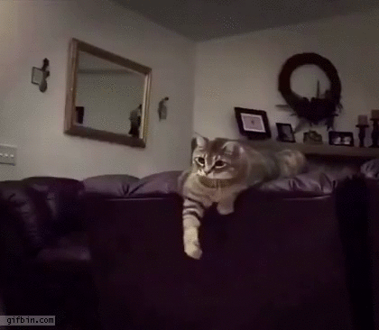 Cat Catches Balloon With Both Paws | Best Funny Gifs Updated Daily
