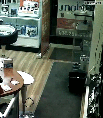 Dog Breaks Glass Door | Best Funny Gifs Updated Daily