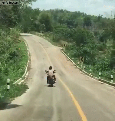 Snake Attacks Biker On The Road | Best Funny Gifs Updated Daily