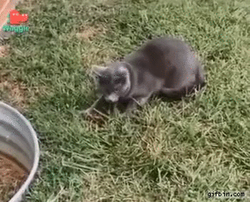 Chipmunk Hides On Cat's Back | Best Funny Gifs Updated Daily