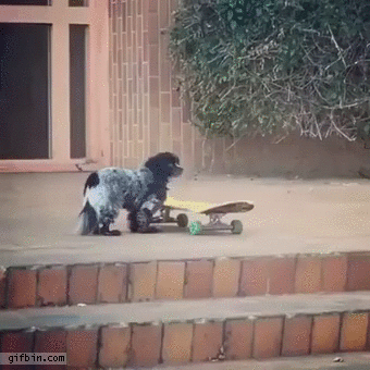Dog Takes Skateboard For A Ride | Best Funny Gifs Updated Daily