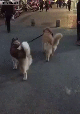 Dogs Walking Each Other Bang Heads | Best Funny Gifs Updated Daily