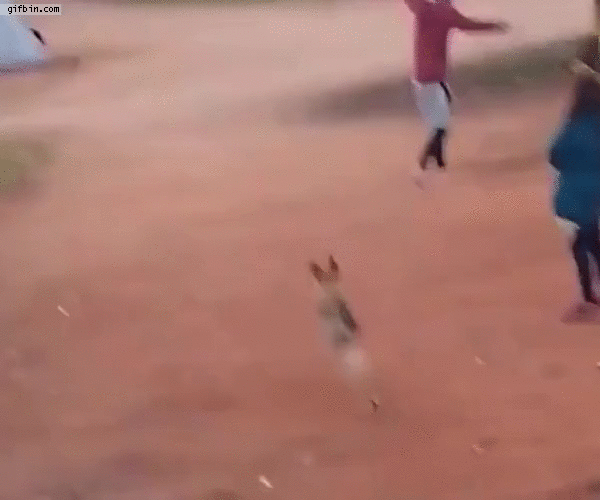 Dog hits slackline while chasing frisbee - Full screen | Best Funny ...