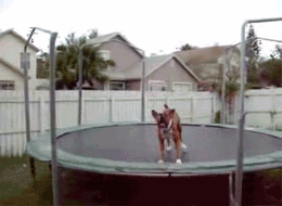 Dog On A Trampoline | Best Funny Gifs Updated Daily