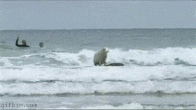 Surfing Sheep | Best Funny Gifs Updated Daily