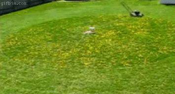Lazy Lawnmowing | Best Funny Gifs Updated Daily