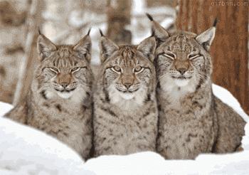 Talking Lynxes | Best Funny Gifs Updated Daily