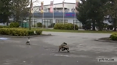 Goose Fight Goes Awry | Best Funny Gifs Updated Daily