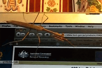 Mantis Vs. Mouse Cursor | Best Funny Gifs Updated Daily