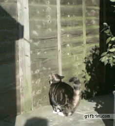 Cat's Gravity-defying Jump | Best Funny Gifs Updated Daily