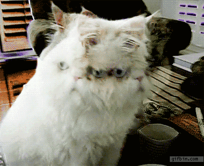 Hypnotic Cat | Best Funny Gifs Updated Daily